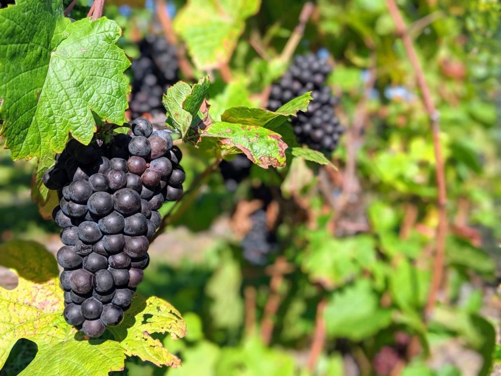 Peninsula Cellars Winery | Traverse City Wineries | Old Mission Peninusla